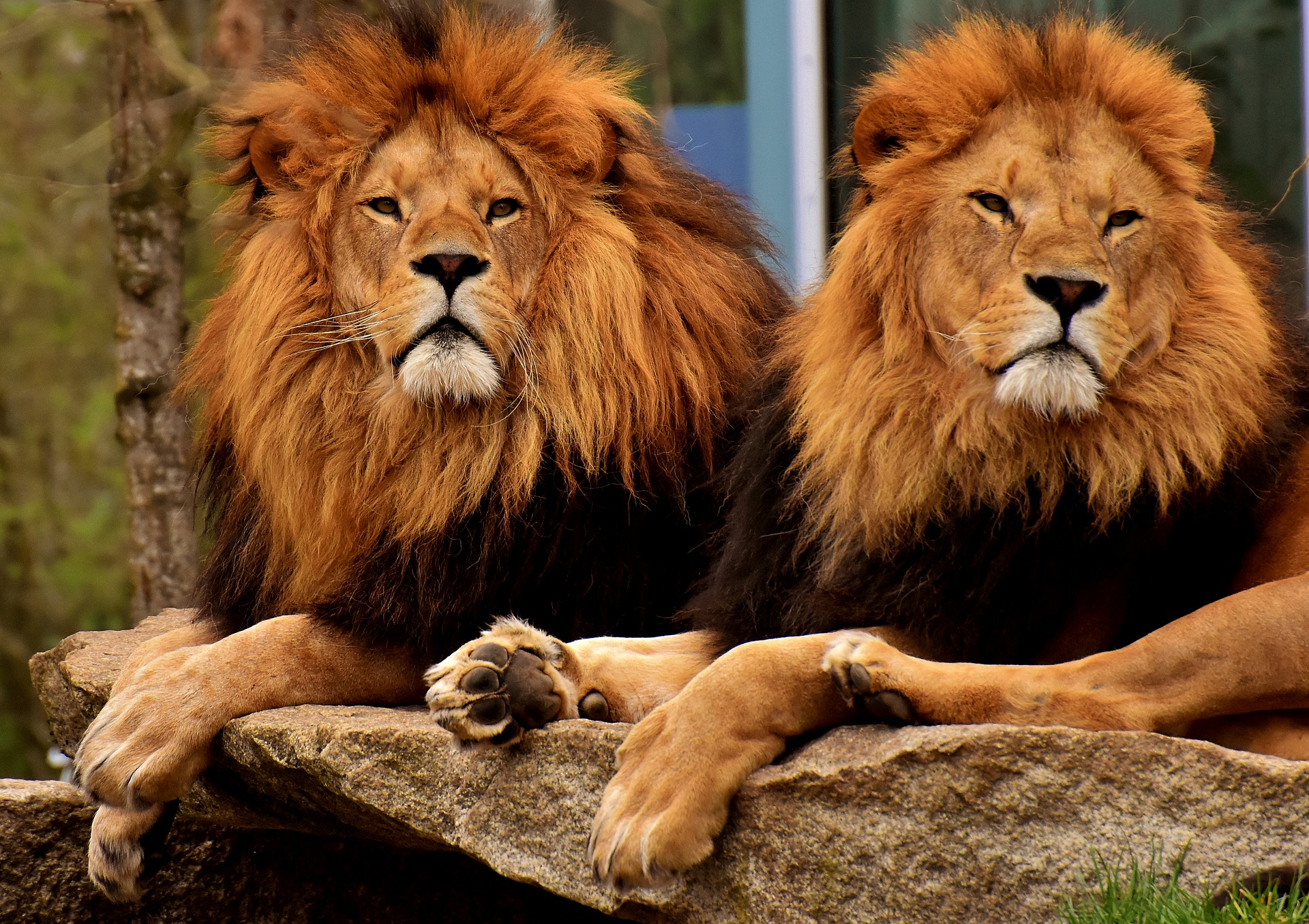 Daniel in the Lions Den - Hope in Jesus