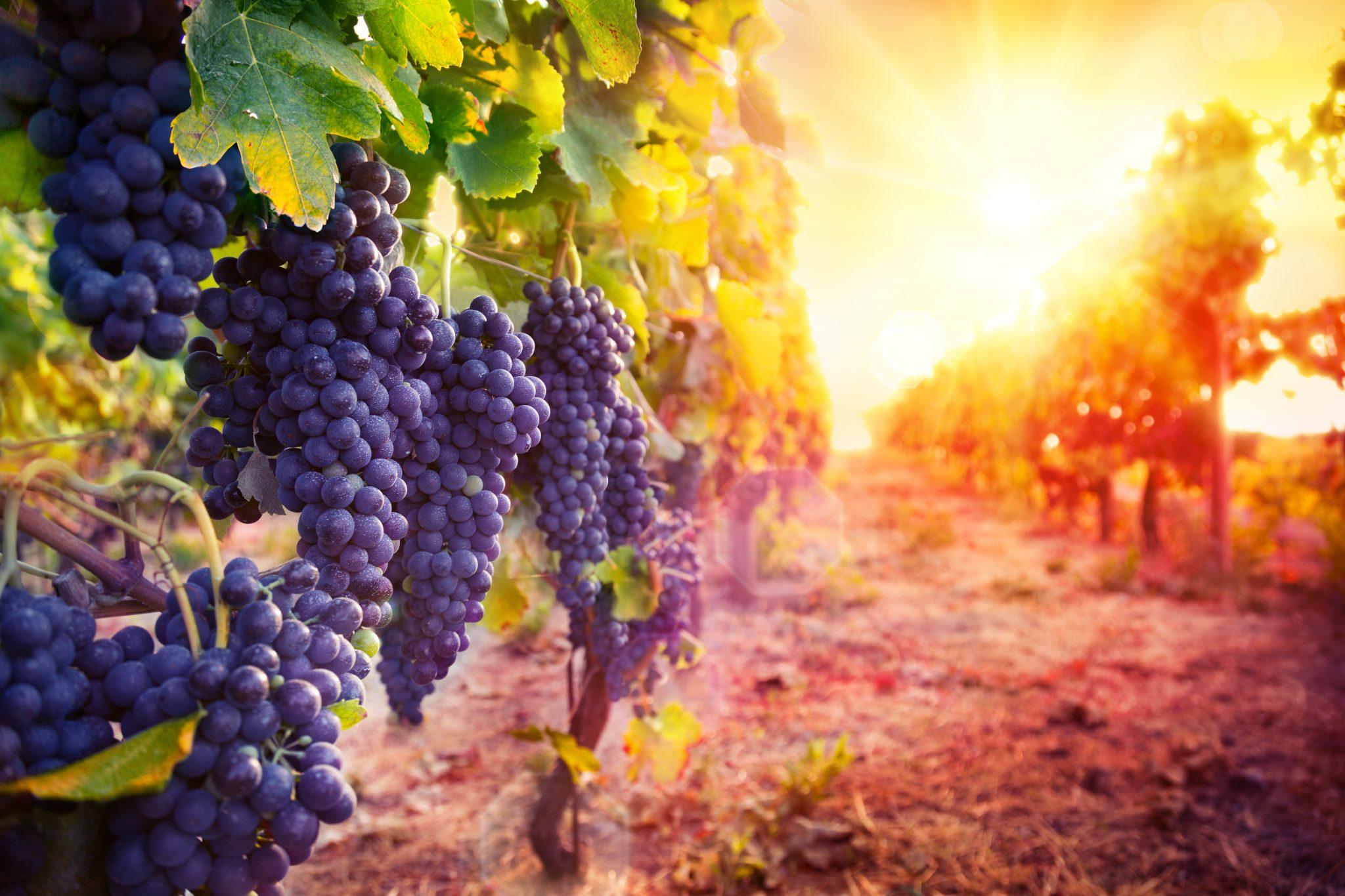 Parable of New Wine in Old Wine Skins : Mark 2:18-22 : God's Grace in ...
